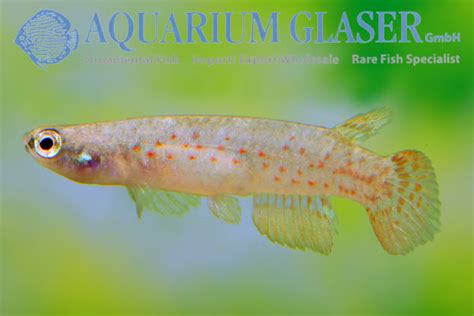 Anablepsoides Collieri Formerly Rivulus Ornatus Aquarium Glaser Gmbh