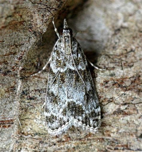 Scoparia Ambigualis Naturespot