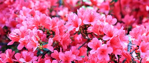 Searles Iron Deficiency On Azaleas