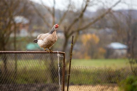 밝은 화창한 날에 철사 울타리에 큰 흰색과 검은 좋은 암탉은 흐릿한 시골 풍경 복사 공간 배경에 가금류 닭고기 계란 생산 건강한 식품 개념의 농업 가축에 대한 스톡 사진 및