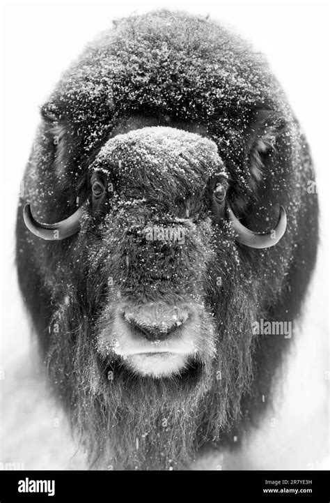 Musk Ox Scientific Name