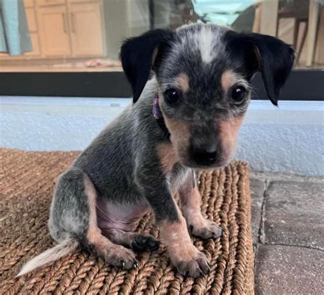 Dachshund Australian Cattle Dog Mix Jack Russell Australian Cattle Dog