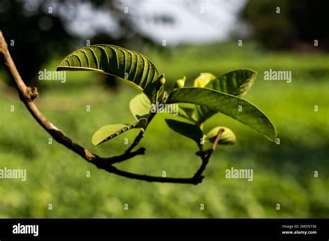 Guava Grows From Green And Very Small Guava Flowers With Natural Green