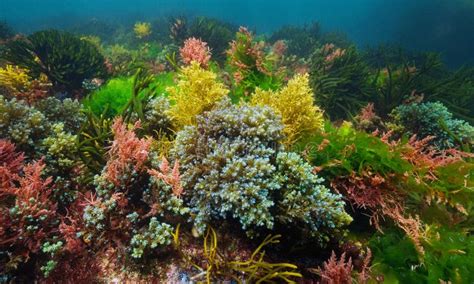 Seaweed Colors Underwater In The Sea Atlantic Ocean Natural Scene Stock