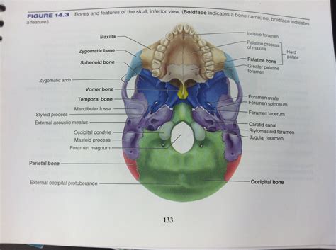 Inferior Transverse Cut Of Cranium Foramina Of The Skull Transverse