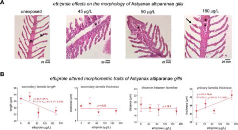 Hematoxylin And Eosin Stained Histological Sections A And Download Scientific Diagram