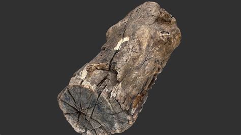 3d Scan Of Tree Trunk 3d Model Cgtrader
