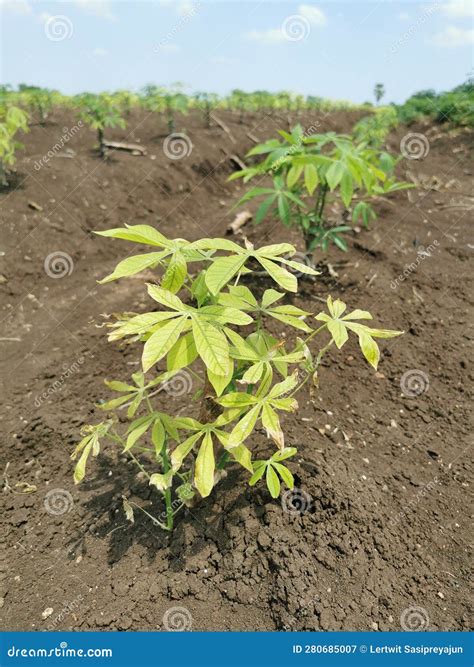 Cassava Plant Leaf Disorder Effect To Plant Growth Stock Image Image