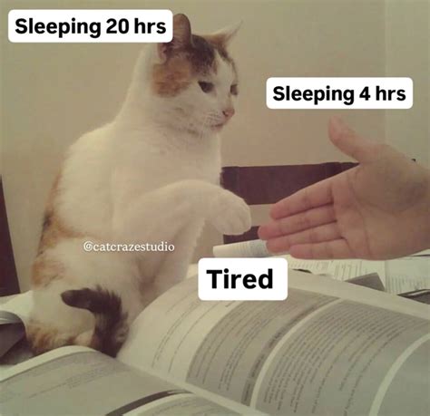 24 Chaotic Memes Of Sleepy Cats Seconds From Snoozing I Can Has
