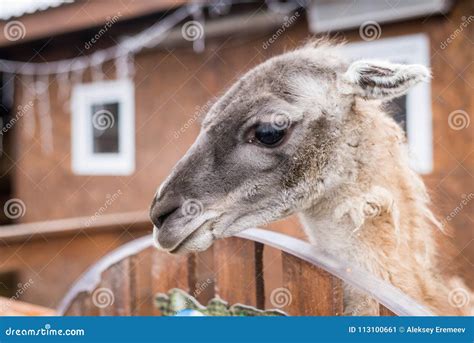 Bright Adult Lama Looks Aside Stock Image Image Of Horizontal Face