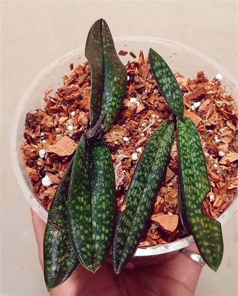 ორქიდეების მოვლა და მათი მეთოდები 🇬🇪 ესეც ჩემი Paphiopedilum Micrantum 💗მადლობა Lelako Lela