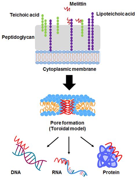 Potentiality Of Melittin Loaded Niosomal Vesicles Against Vancomycin I Ijn