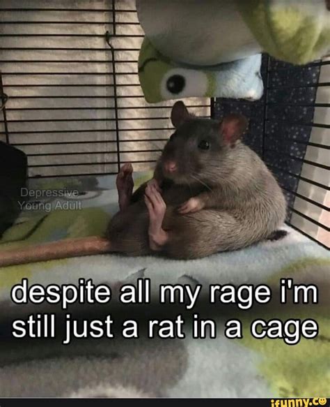 Despite All My Rage Im Still Just A Rat In A Cage Ifunny