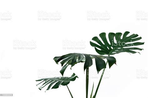 많은 백색 다른 열 대 텍스처 녹색 잎 배경 자연 미술 엽서 신선한 여름 몬스 테라 패턴 0명에 대한 스톡 사진 및 기타 이미지