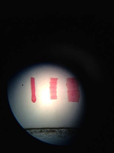 Protostomes Lab Flashcards Quizlet