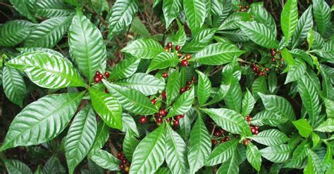 11 Florida Native Bushes For A Climate Ready Yard