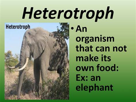 Photosynthesis Chapter Ppt Download