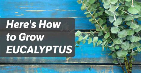 Growing Eucalyptus How To Grow Eucalyptus In Your Garden