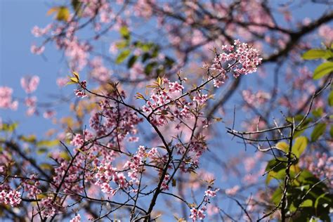 ลำปาง เมืองต้องห้ามพลาด Added A ลำปาง เมืองต้องห้ามพลาด