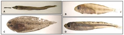 Photographies De Juvéniles De Poissons Capturés Dans Une Lagune A