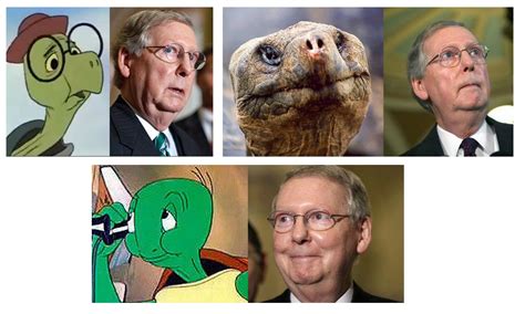 Mitch Mcconnell Is An Old Turtle Pics