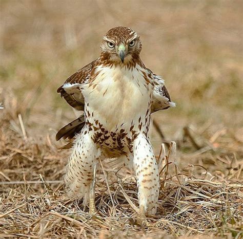 Funny Animals Of The Week 29 May 2015 40 Pics Amazing Creatures