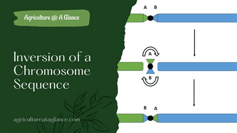 Inversion Of A Chromosome Sequence — Agriculture At A Glance