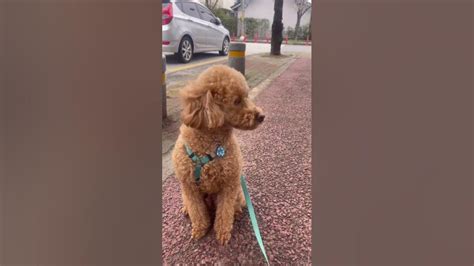 바람을 가르는 자 🐾🐾🐾🥰 Youtube