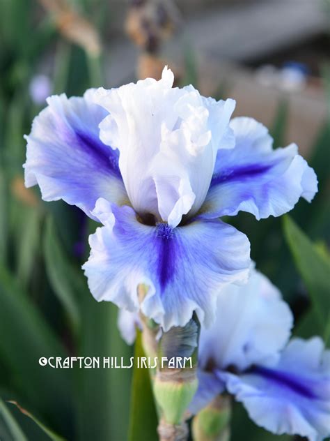 Flatlander Crafton Hills Iris Farm