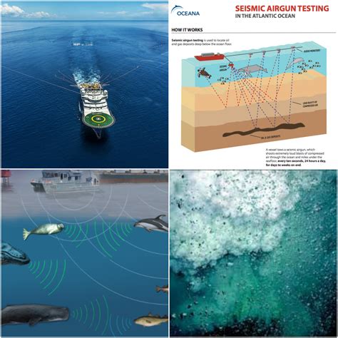 Seismic Testing Gets The Green Light Ocean Odyssey