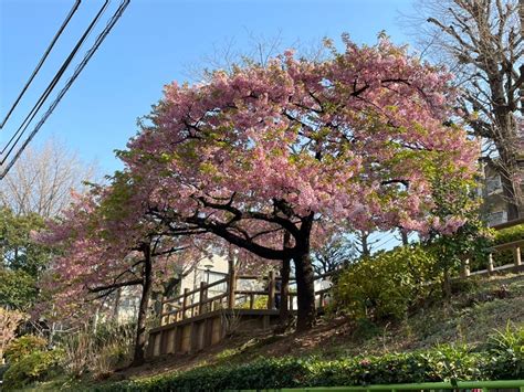 桜めぐり2023 ③ 旅するハチロク