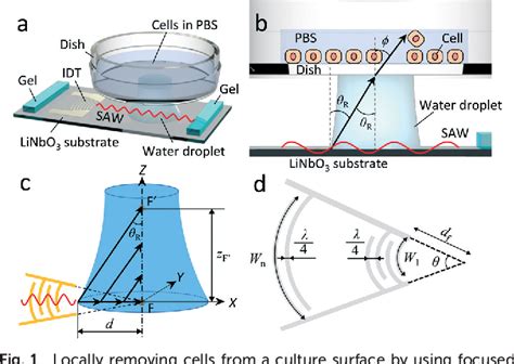 Figure 1 From Focused Surface Acoustic Wave Locally Removes Cells From Culture Surface