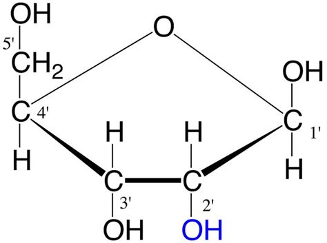 Ribose Ring Structure