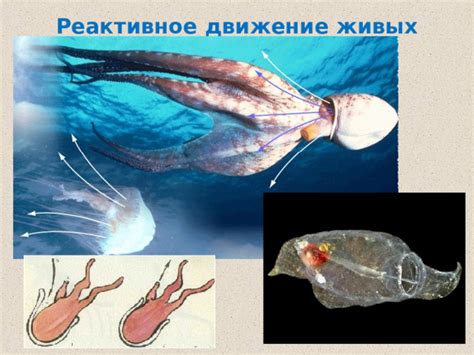 Презентация к уроку по физике в 9 классе по теме Реактивное движение