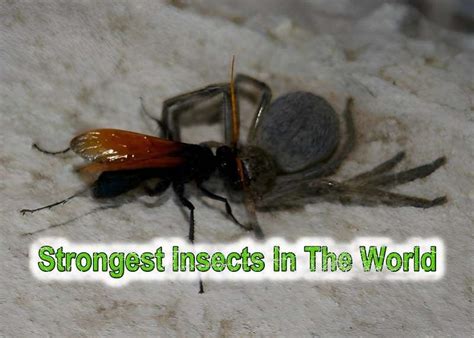 Top 30 Strongest Insects In The World Most Powerful Insects 2023 Howitsee