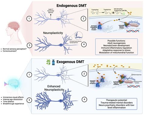 N N Dimethyltryptamine Indications