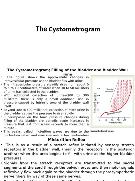 Understanding Cystometrogram And Micturition Pdf Urination