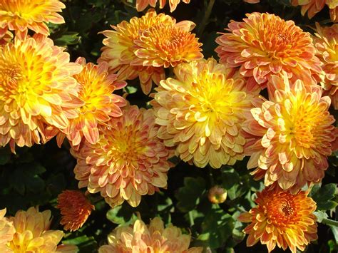 10 Sunset Yellow Fall Mum Windy Acres Farm