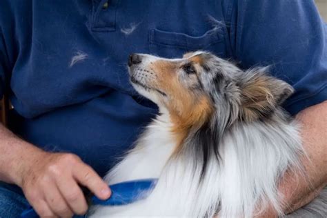 Do Dogs Shed When Stressed Best Protection Dogs