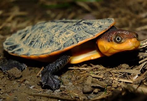 Mesoclemmys Nasuta Guyanan Toad Headed Turtle The Turtle Hub