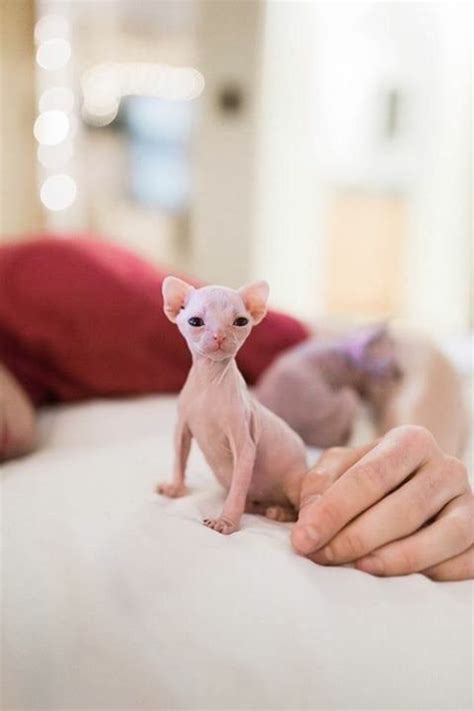 Tiny Pink Bingus Cute Cats And Dogs Cute Hairless Cat Hairless Kitten