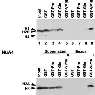 Analysis Of Transcription From The Naked Dna Template And From The