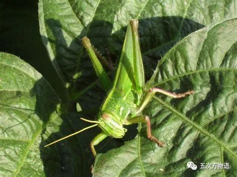 教你分清蚱、蜢和蝗负蝗
