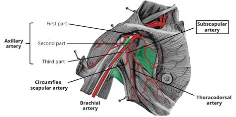 Subscapular Artery Course Supply Teachmeanatomy