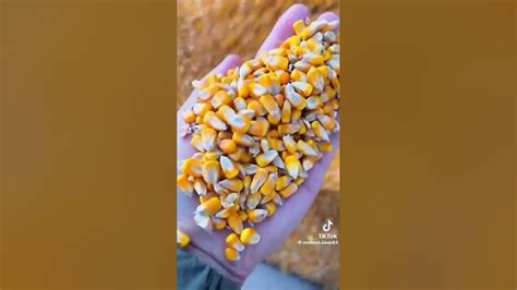 مولانا بجلی گھر Youtube