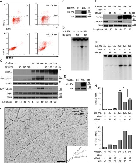 Cdc25a Induced Dsbs Depend On Cdk1 Mediated Mitotic Entry And On Download Scientific Diagram