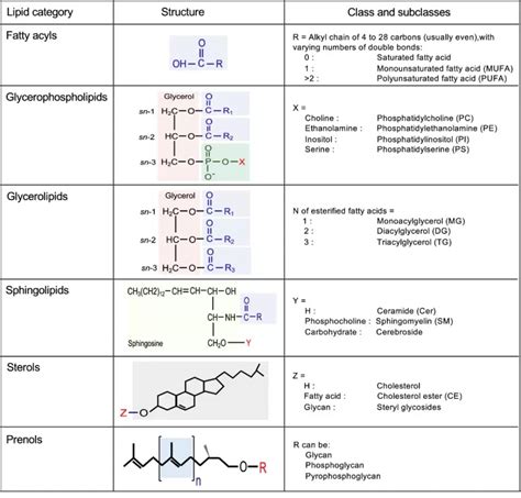 Lc Ms Vs Gc Ms In Lipidomics How To Choose The Best Method For Lipid
