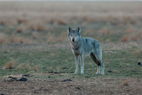 Виды волков описание фото названия Редкие виды волков