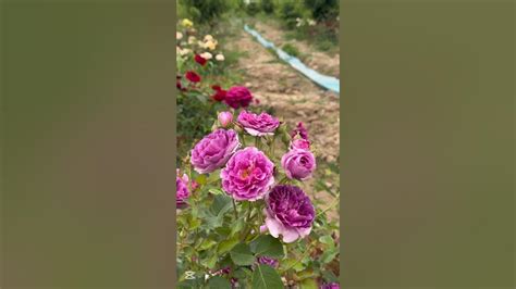 Англиский розаа 🌹🌷🌷 Pushti Angliskiy Atirgullar🥀 Youtube