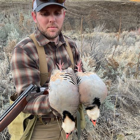 How To Hunt Chukar The ‘devil Bird An Official Journal Of The Nra